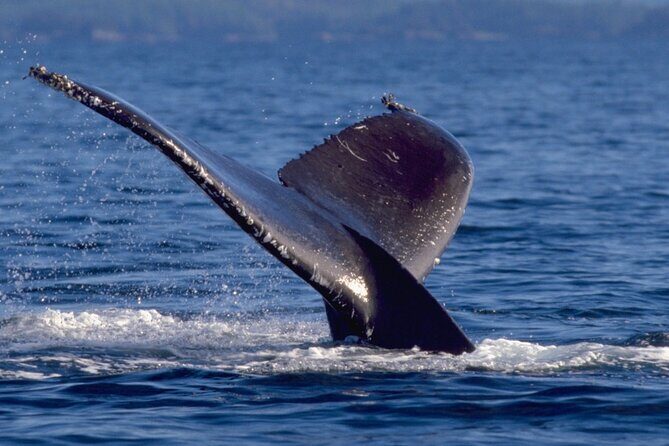 Ketchikan Ultimate Whale Watching, Wildlife, & Wilderness Dining - Practical Details: What to Expect and Why it Matters