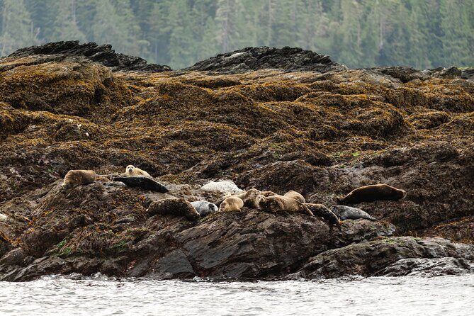 Ketchikan Waterfront & Wildlife Cruise - A Detailed Look at the Ketchikan Waterfront & Wildlife Cruise
