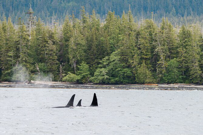 Ketchikan Waterfront & Wildlife Cruise - Frequently Asked Questions