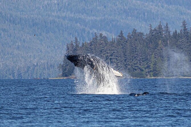 Ketchikan Whale Watching and Nature Tour - Key Points