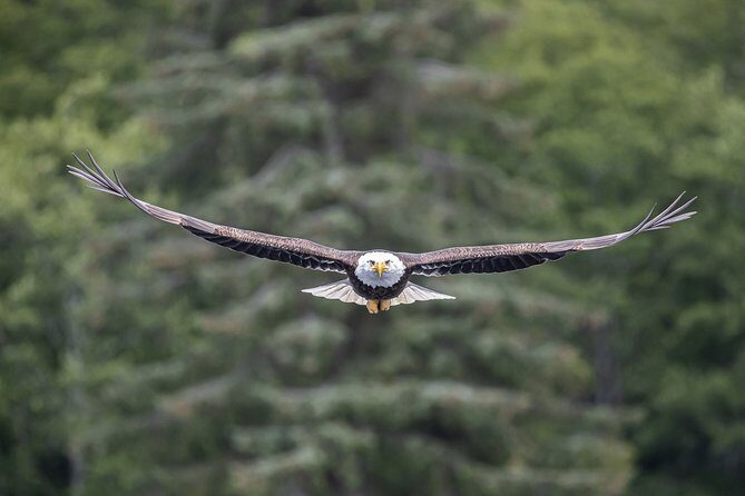 Ketchikan Whale Watching and Nature Tour - The Itinerary in Detail: What You Will See and Do