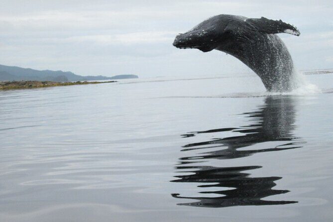 Ketchikan Whale Watching and Nature Tour - Final Thoughts: Who Will Love This Tour?