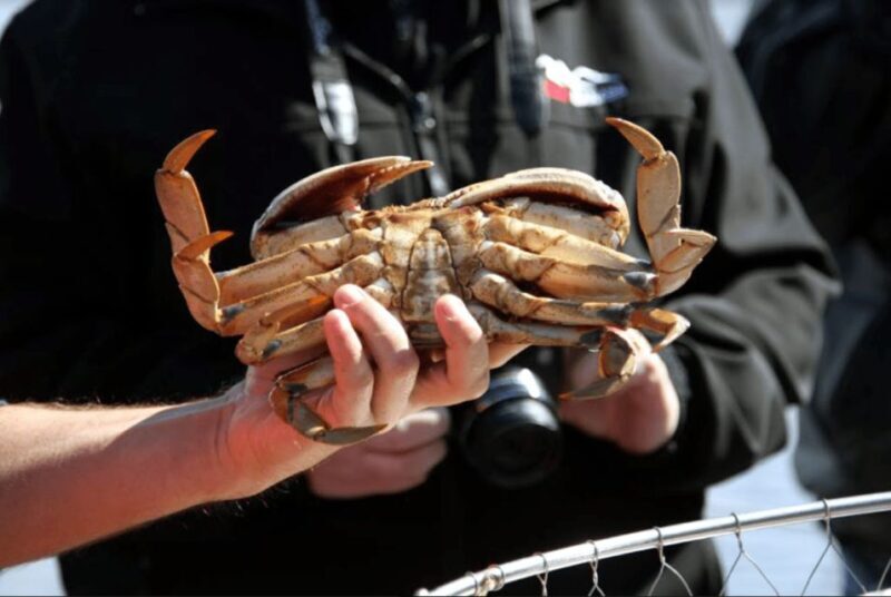 Ketchikan: Wilderness Boat Cruise and Crab Feast Lunch - An Inviting Introduction to Alaska’s Coastal Wilderness