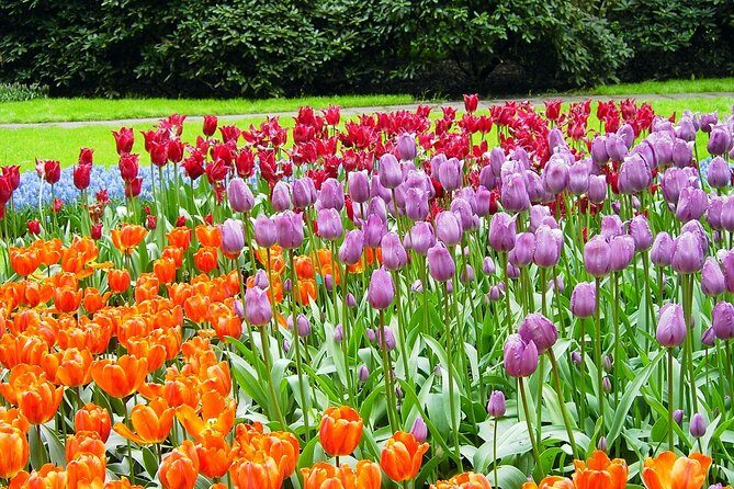 Keukenhof and Flower Fields Private Tour from Amsterdam - Introduction