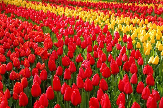 Keukenhof and Flower Fields Private Tour from Amsterdam - Key Points