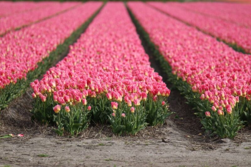 Keukenhof: Flower Fields Small-Group Cultural Bike Tour - Key Points