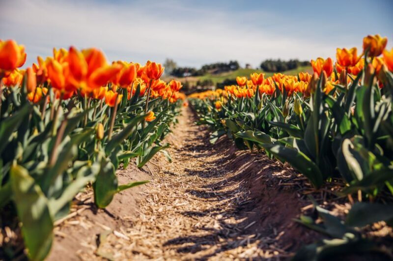 Keukenhof: Flower Fields Small-Group Cultural Bike Tour - Final Thoughts