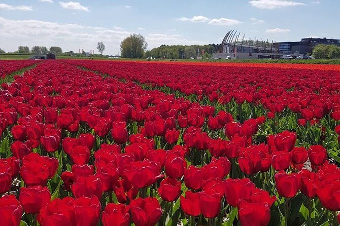 Keukenhof & FlowerFarm Tour From Amsterdam Skip-The-Line tickets - Key Points