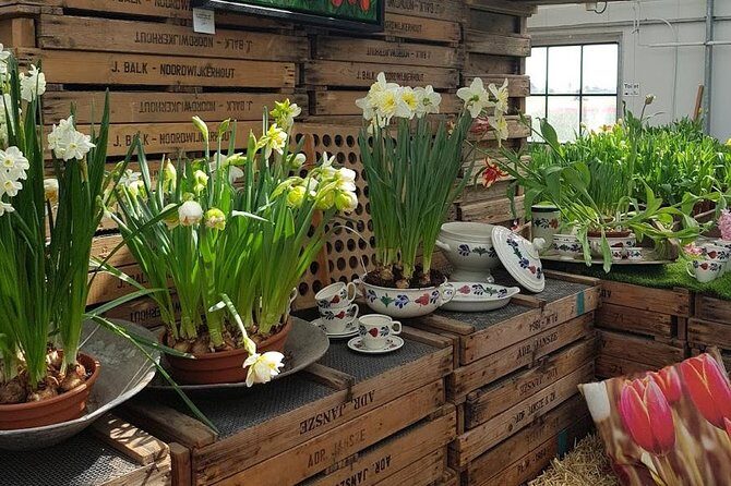 Keukenhof & FlowerFarm Tour From Amsterdam Skip-The-Line tickets - The Experience: Authentic, Informative, and Enjoyable