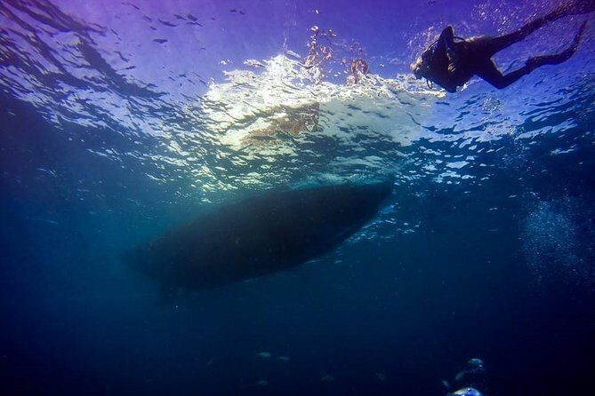 Key Largo 2 Tank Dive trip - The Itinerary: What to Expect from Start to Finish