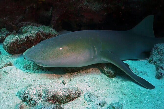 Key Largo 2-tank Scuba Dive Trip within Pennekamp Reserve - Who Will Enjoy This Tour?