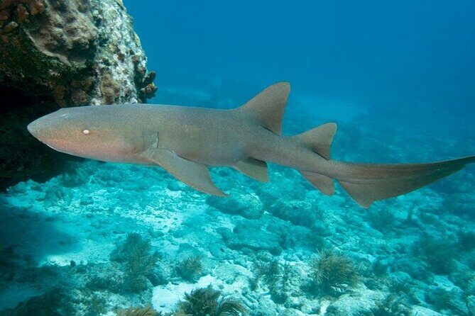 Key Largo 2-tank Scuba Dive Trip within Pennekamp Reserve - Frequently Asked Questions