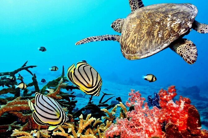 Key Largo Coral Reef Park and Sunset Celebration - Experience Overview: An Authentic Day in the Florida Keys