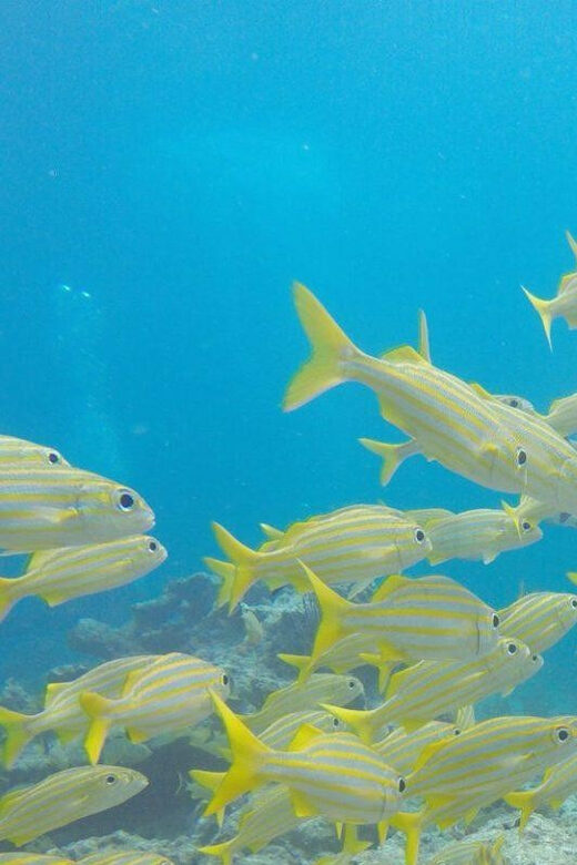 Key Largo: Discover Scuba Diving Experience - Introduction: Why Consider the Key Largo Discover Scuba Tour?
