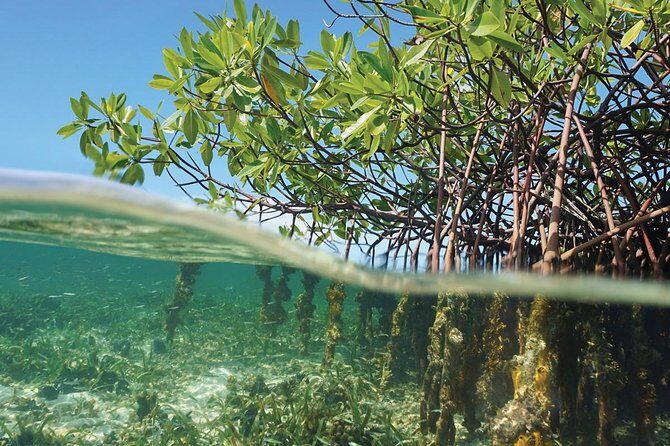 Key Largo Mangrove Private Eco-Tours - The Experience in Detail