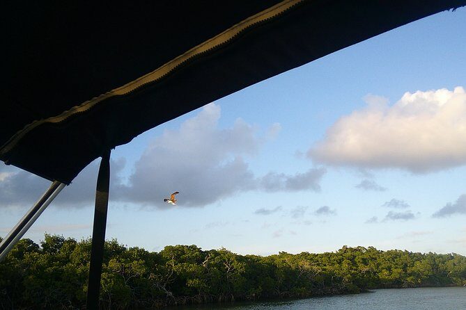 Key Largo Mangrove Private Eco-Tours - The Sum Up: Why Choose Key Largo Mangrove Private Eco-Tours?