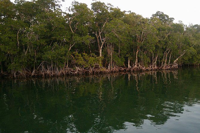 Key Largo Mangrove Private Eco-Tours - FAQs