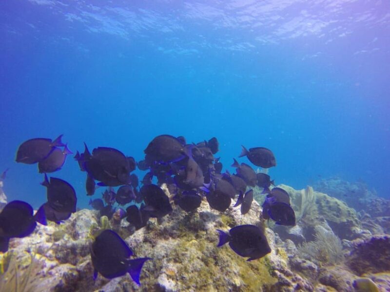 Key Largo: Molasses Reef Novice to Intermediate Dive - Key Points