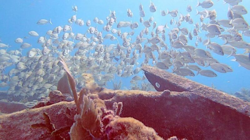 Key Largo: Molasses Reef Novice to Intermediate Dive - Authentic Feedback from Travelers