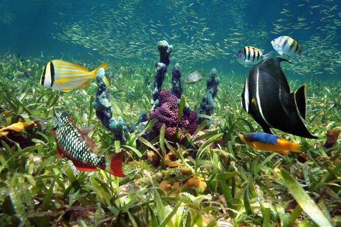 Key Largo Snorkeling Tour - rental mask, fins and vest INCLUDED - Exploring the Key Largo Snorkeling Tour: An Honest Look