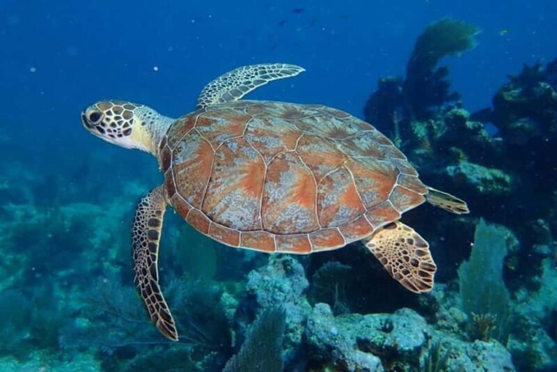 Key Largo: Snorkeling Trip - FAQs