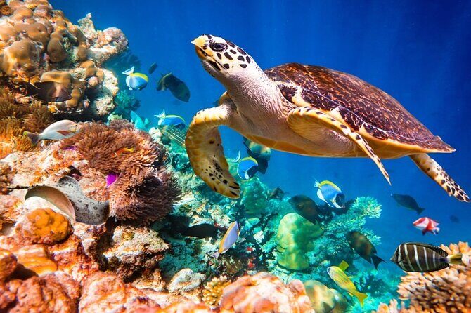 Key Largo Snorkeling Trips & Sandbar Tours - Who Should Consider Booking?