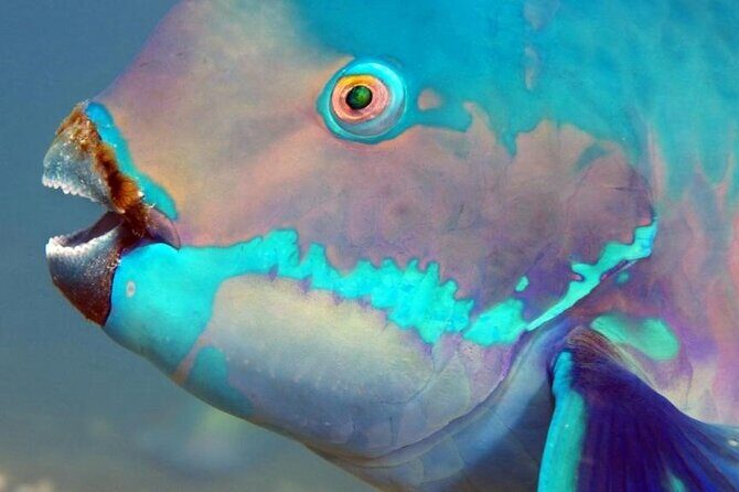 Key Largo Snorkeling Trips & Sandbar Tours - FAQ