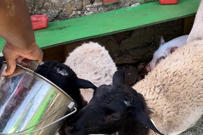 Key N Go -2 Hour Adventure UTV/ ATV in St. Thomas, USVI - The Sum Up