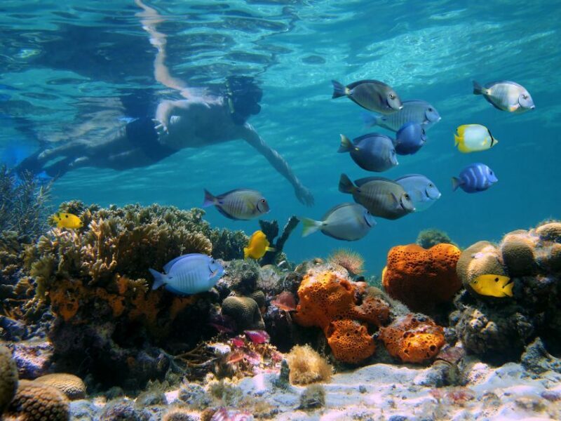 Key West: 2 Reef Snorkel With Sunset Cruise, Includes Drinks - What Makes This Tour Stand Out?