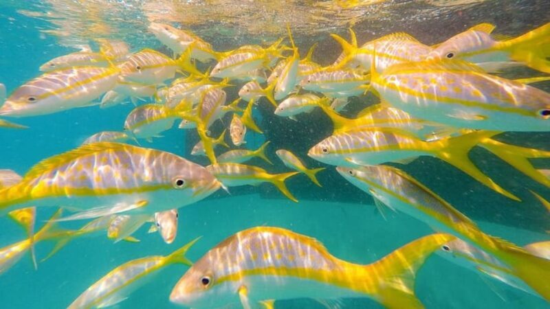 Key West: 3-Hour Morning Reef Snorkel with Lunch and Mimosas - The Detailed Breakdown of the Tour