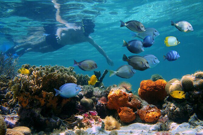 Key West Afternoon Reef Snorkeling with Open Bar - Post-Snorkel Celebration: The Open Bar