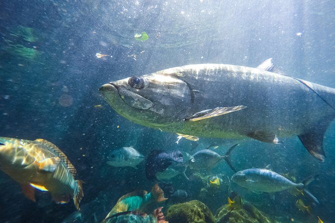 Key West Aquarium Admission - The Review Spectrum: What Visitors Say