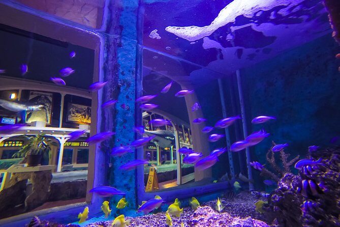Key West Aquarium Admission - The Authentic Touch: What Sets This Aquarium Apart