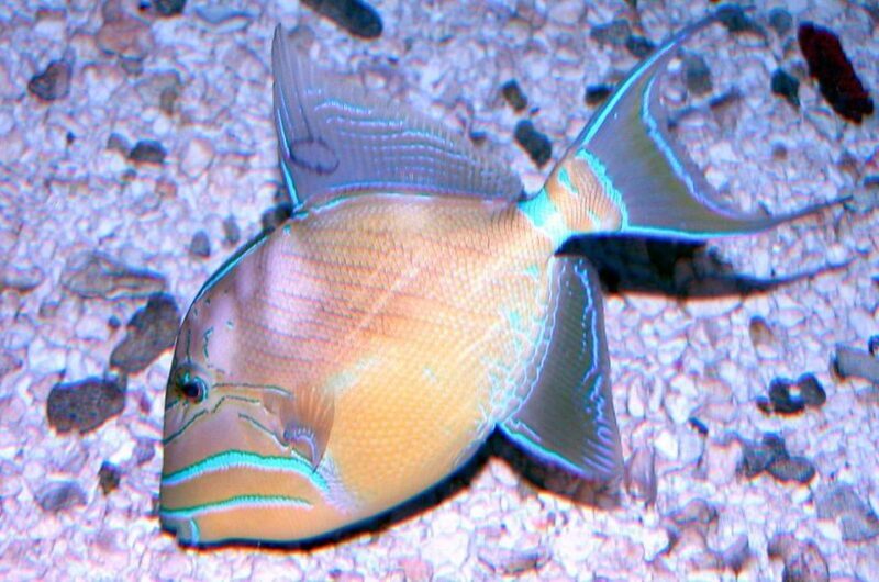 Key West Aquarium Tickets - The Experience for Different Types of Travelers
