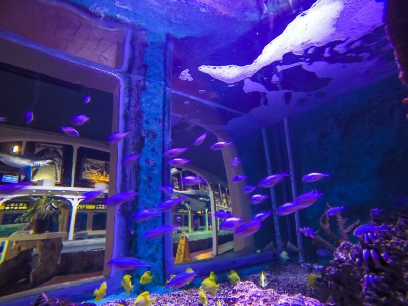 Key West Aquarium Tickets - Final Thoughts: Is It Worth It?