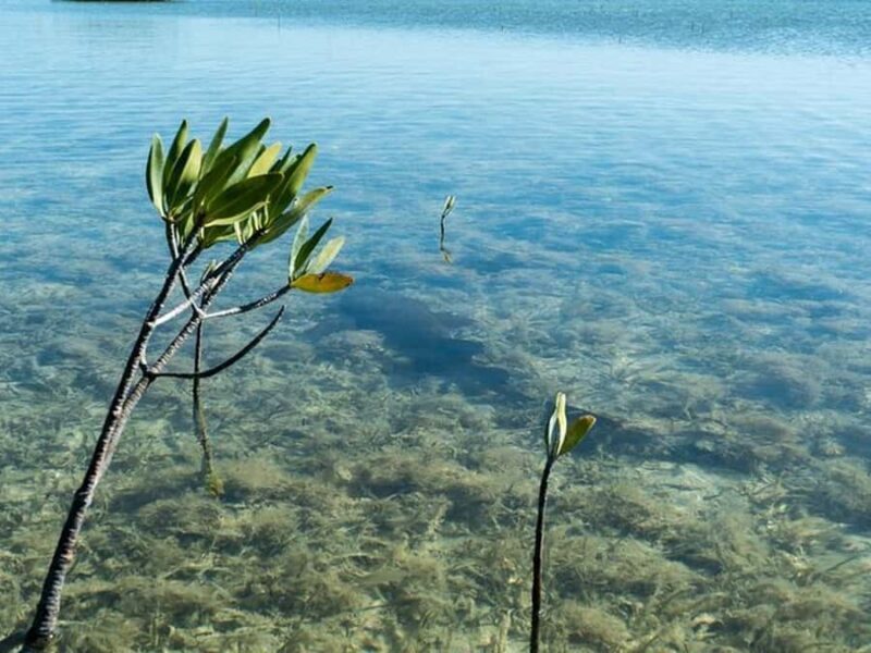 Key West Area: Guided Clear Kayak Eco-Tour - Pricing and Value