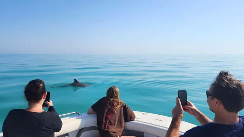 Key West Dolphin & Snorkel Tour - Small Group - An In-Depth Look at the Experience