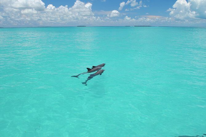 Key West Dolphin Watch and Snorkel Tour - Eco Adventure - The Catamaran: Spacious and Comfortable