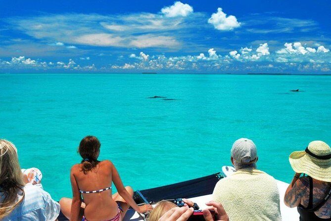 Key West Dolphin Watch and Snorkel Tour - Eco Adventure - What Could Be Better?