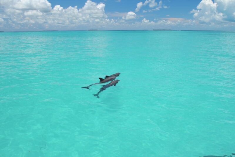 Key West: Dolphin Watching and Snorkeling Eco Cruise Tour - Authentic Feedback from Past Travelers