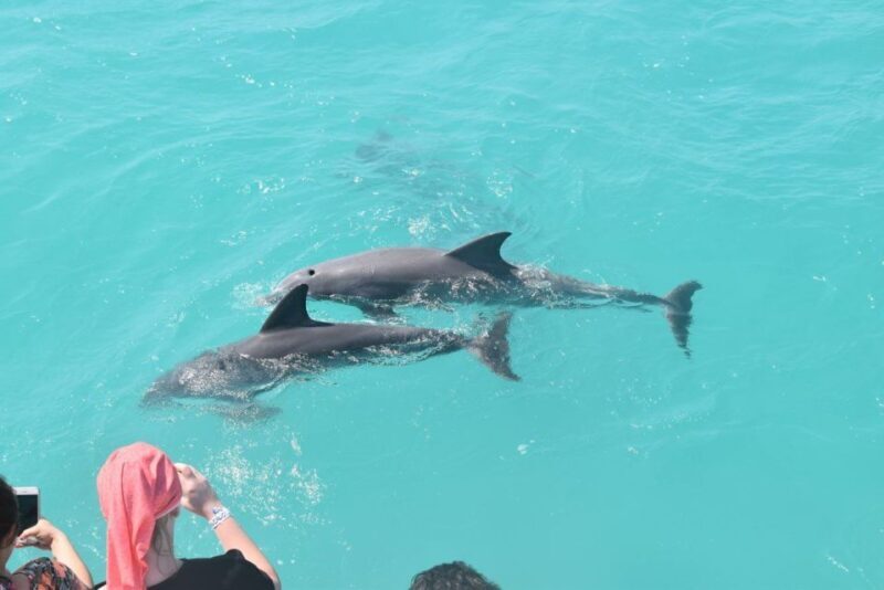 Key West: Dolphin Watching and Snorkeling Sunset Cruise - Authentic Experiences and Real Guest Feedback