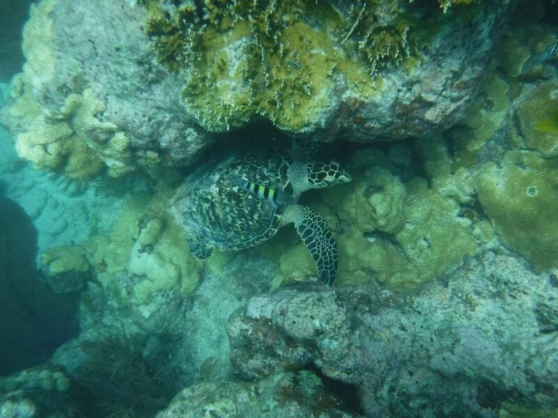 Key West: Dolphin Watching and Snorkeling Sunset Cruise - Who Is This Tour Best For?