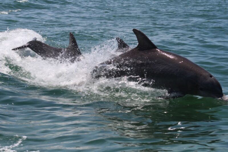 Key West: Dolphin Watching and Snorkeling Sunset Cruise - FAQs