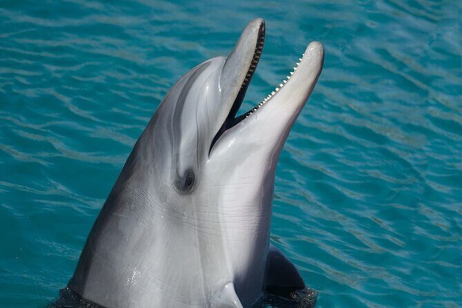 Key West: Dolphin Watching cruise & Snorkeling unlimited beer & soda - FAQ