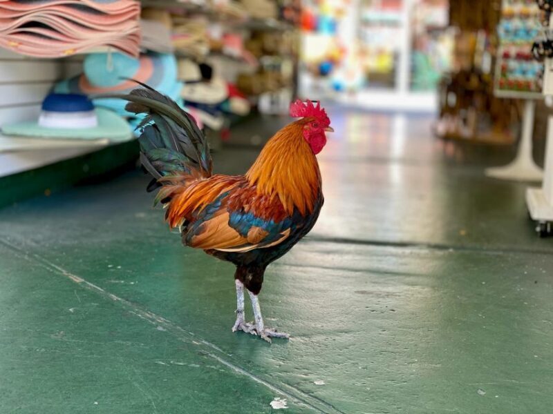Key West: Secret Walking Food Tour - Value & Practical Details