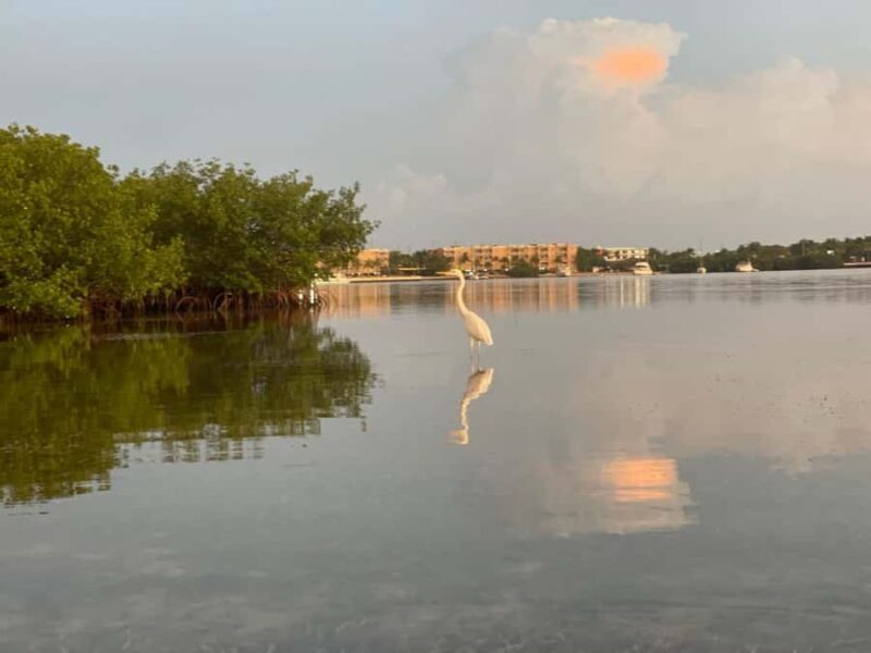 Key West: Sunrise Kayak Tour - Key Points