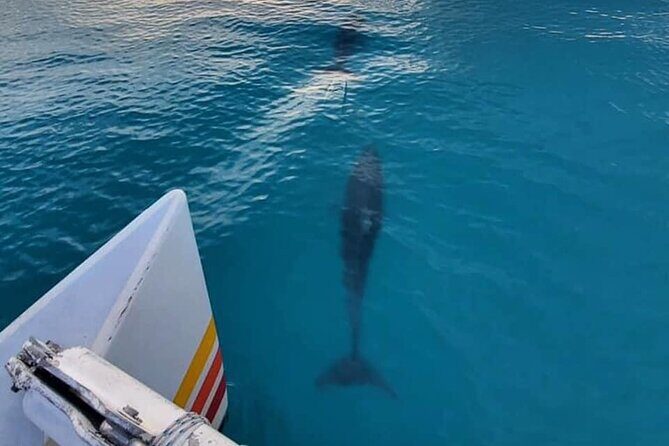 Key West Sunset Sail: Dolphin Watching, Wine, and Tapas - Key Points