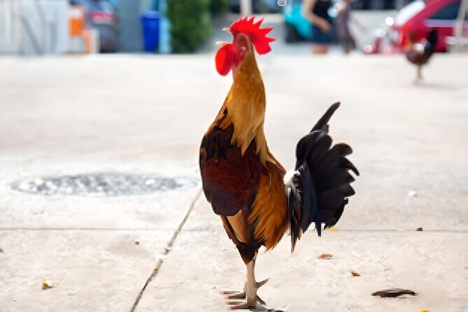 Key West: The Conch Republic Come Alive - An In-Depth Look at the Tour Experience