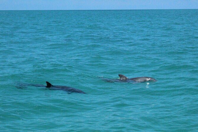 Key West Tours from Miami: Dolphin Discovery, Snorkeling & More ! - A Closer Look at the Tour Experience