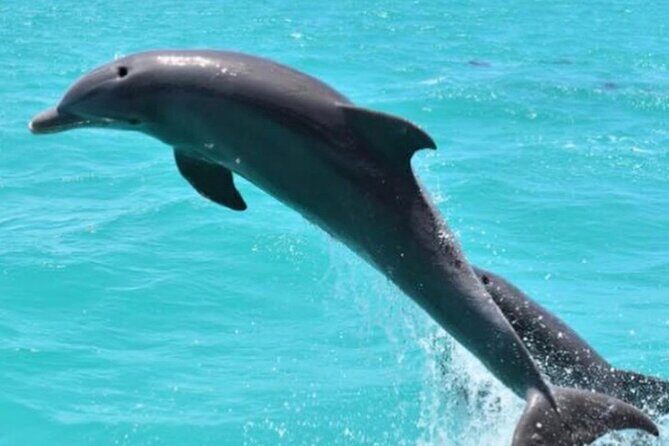 Key West's Favorite Afternoon Dolphin Sail - The Experience in Detail